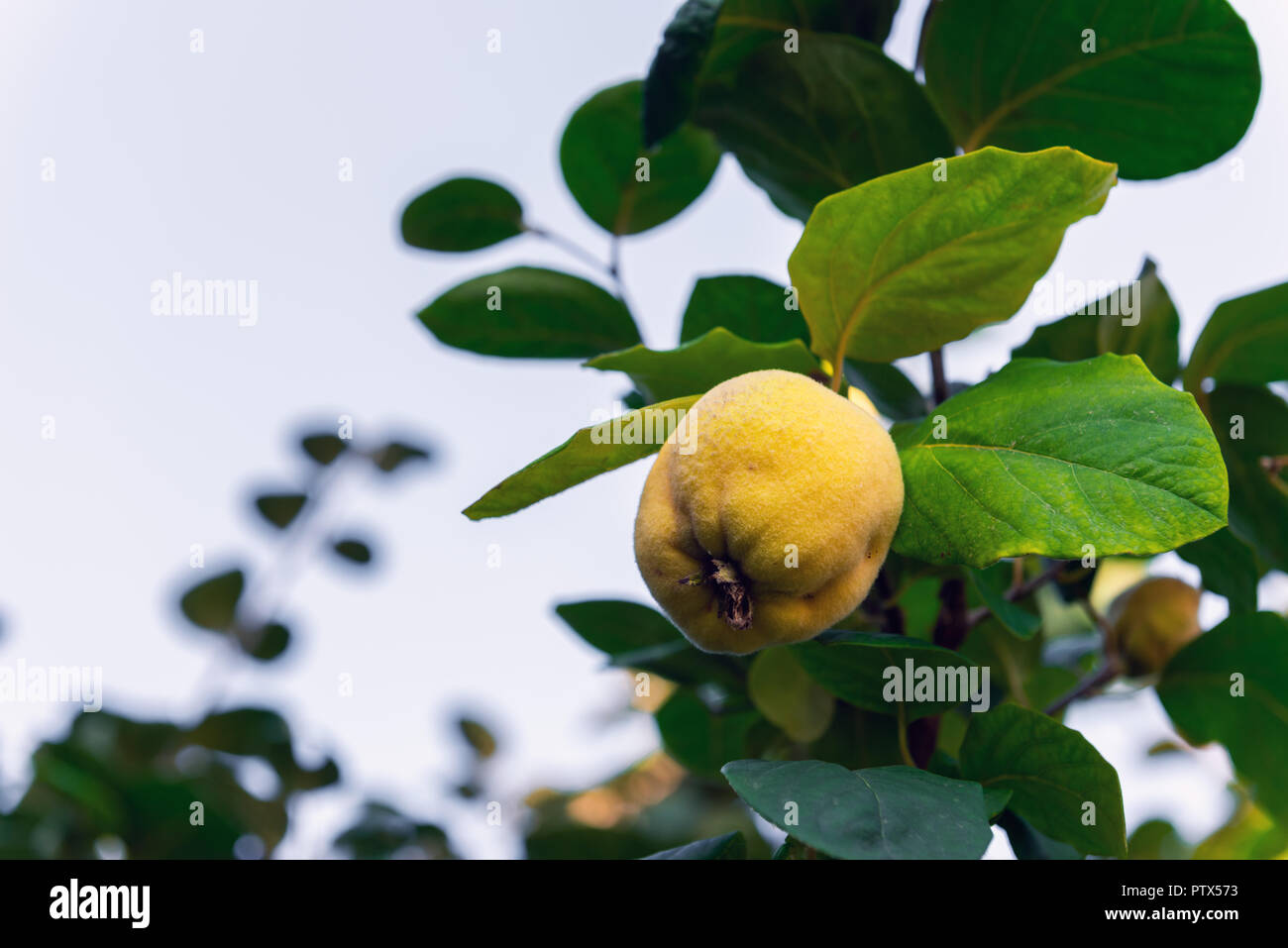 Ripe quince fruits green hi-res stock photography and images - Alamy