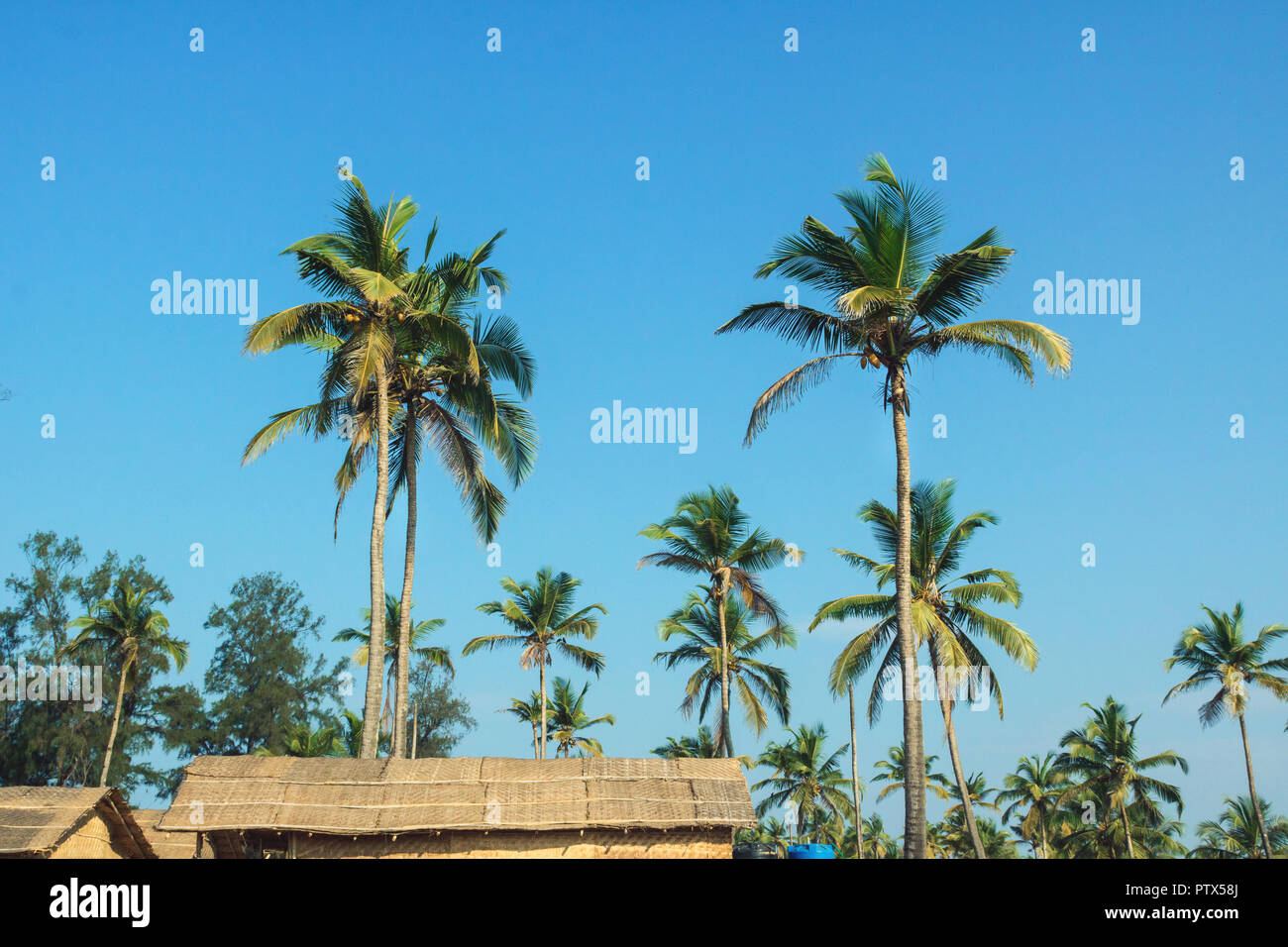 Palm forest against the background of the sunny sky. Tropical ...