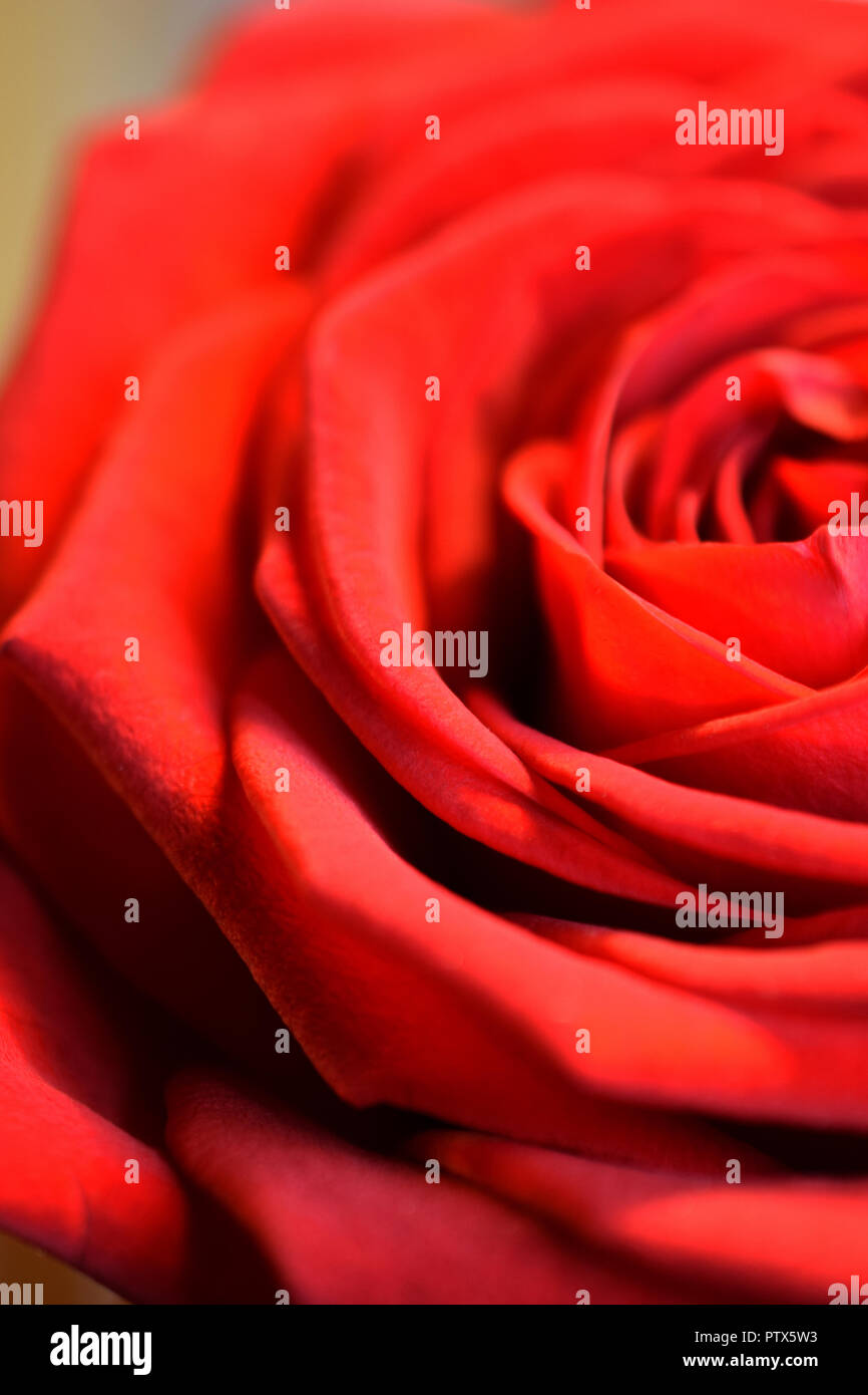 Close up vertical image of beautiful red rose. Shallow depth of field ...