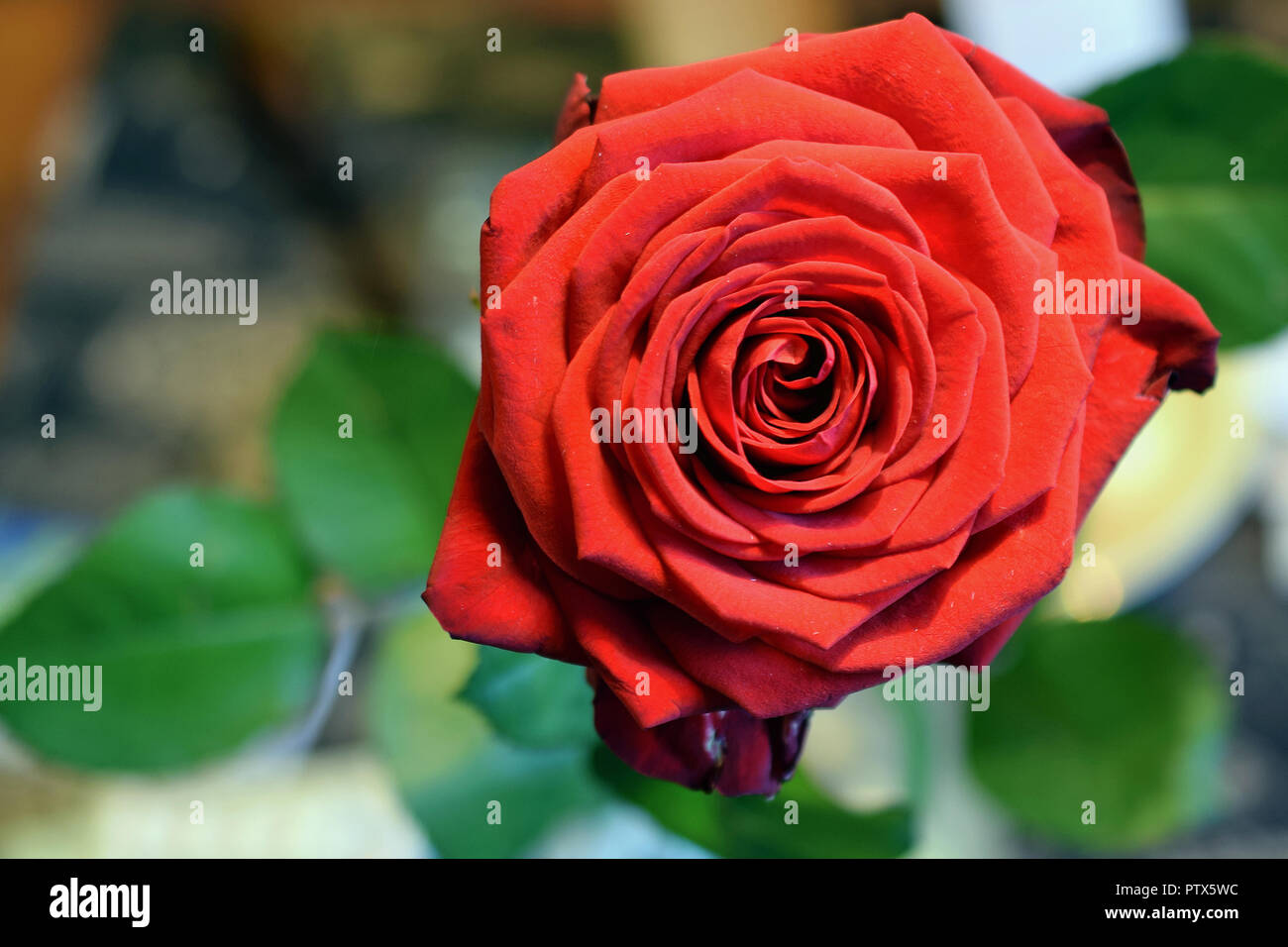 Rose petal top view hi-res stock photography and images - Alamy