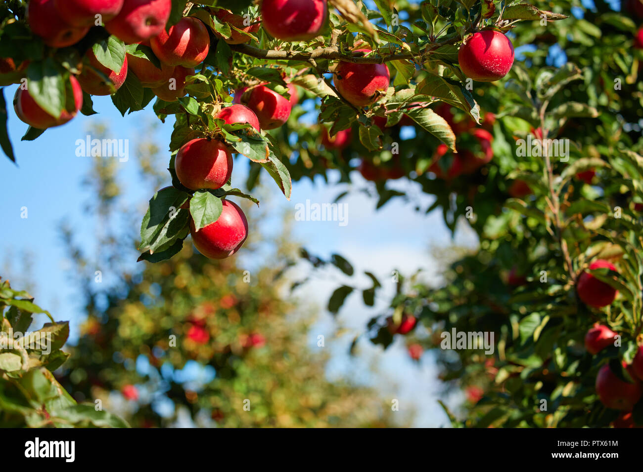 Fruitful apple tree hi-res stock photography and images - Alamy