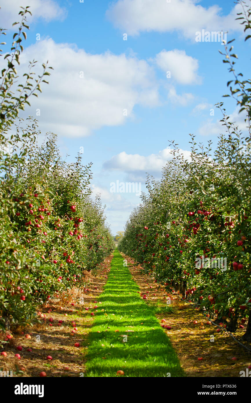 Apple organic trees hi-res stock photography and images - Alamy