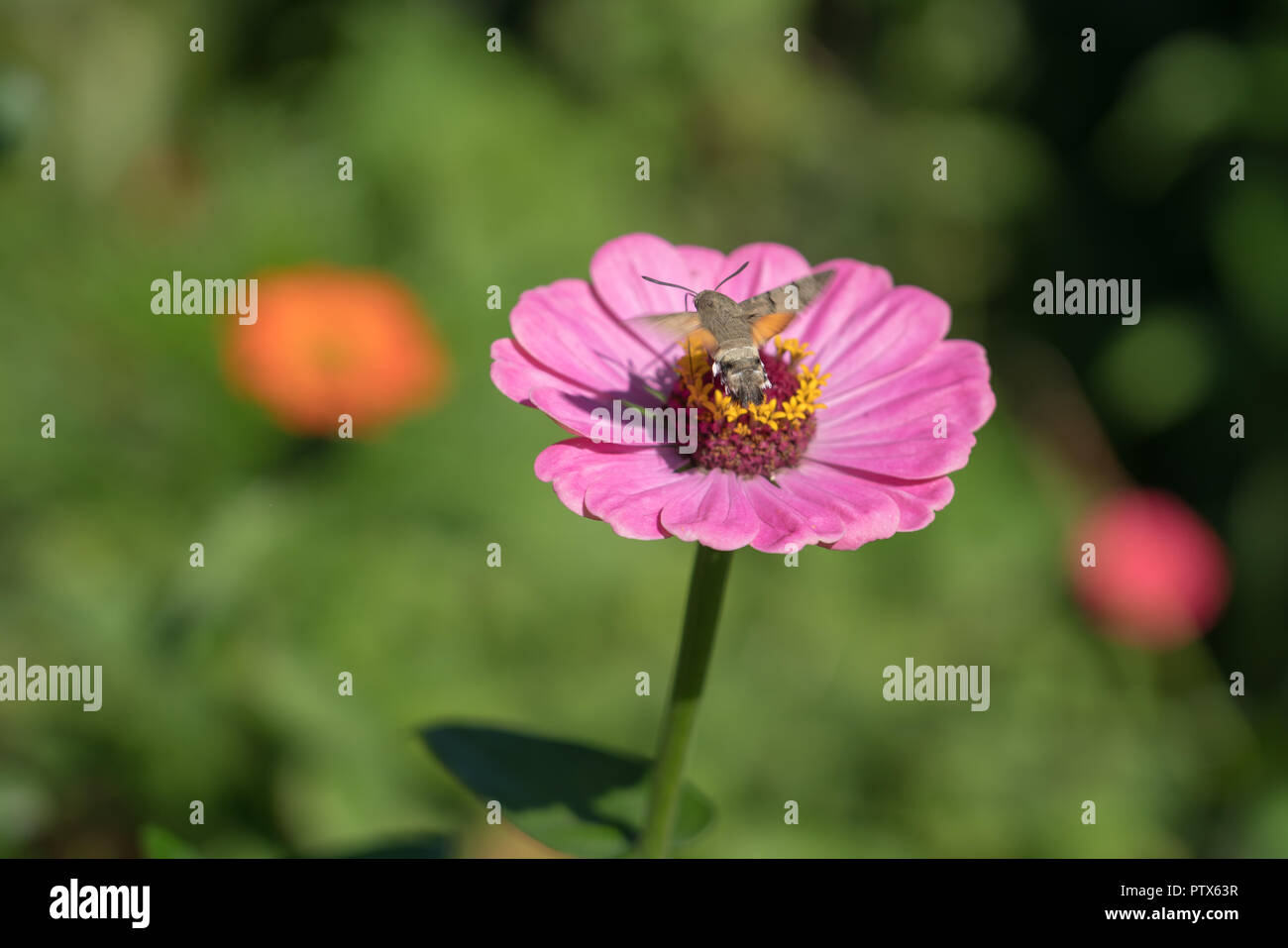 Hummingbird hawk-moth (Macroglossum stellatarum) in Romania Stock Photo ...