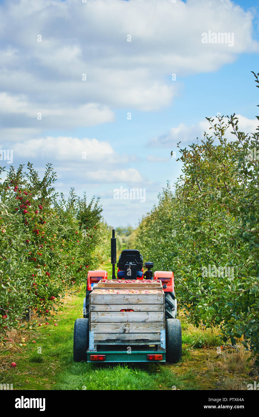 Apple orchard vintage blossom vintage hi-res stock photography and ...