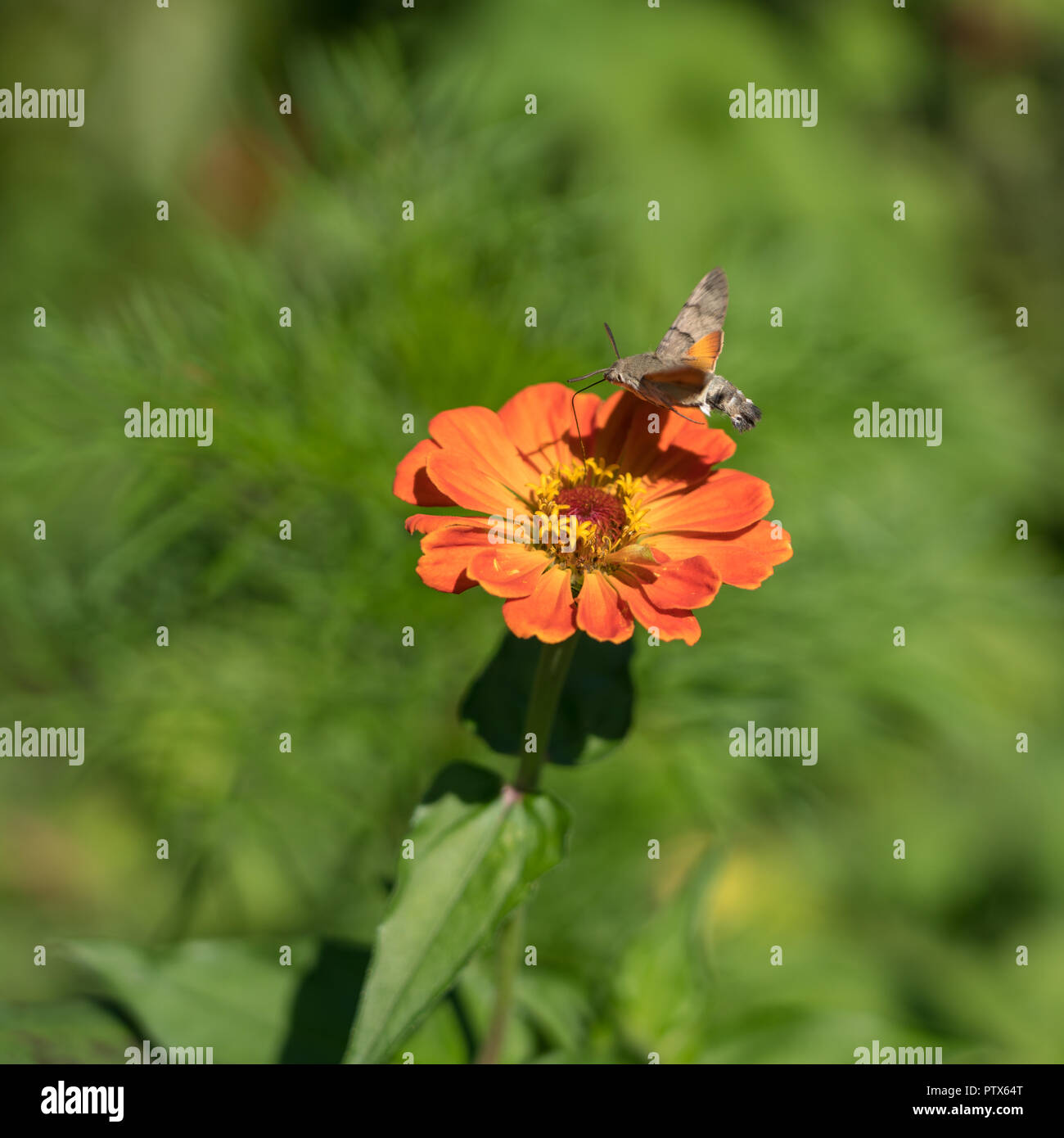 Hummingbird hawk-moth (Macroglossum stellatarum) in Romania Stock Photo ...