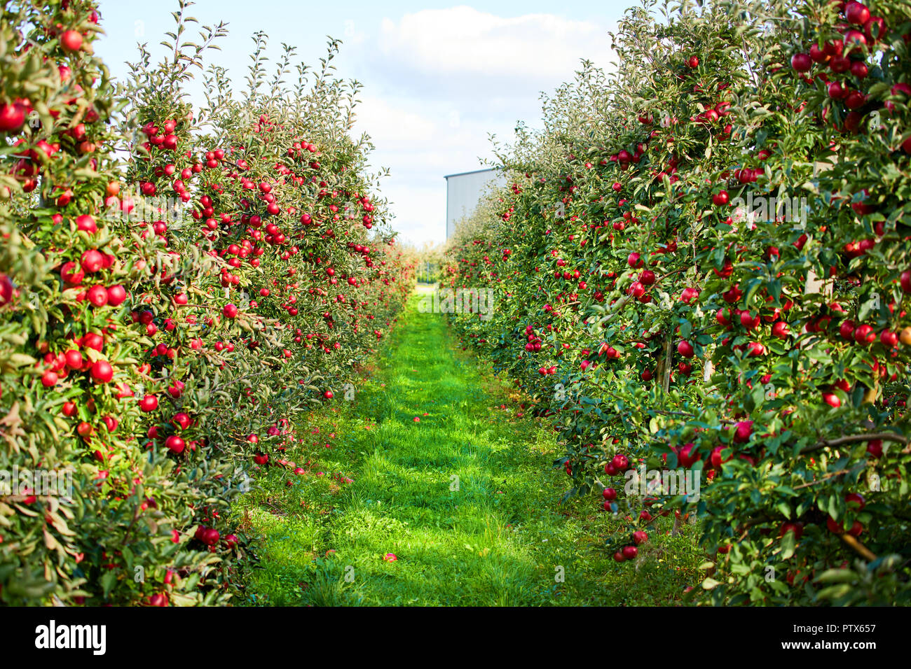 Lush apple trees in sunny hi-res stock photography and images - Alamy