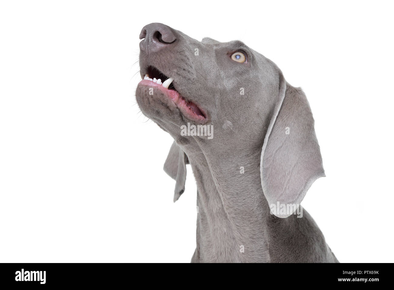 Portrait of an adorable Weimaraner dog - isolated on white background ...