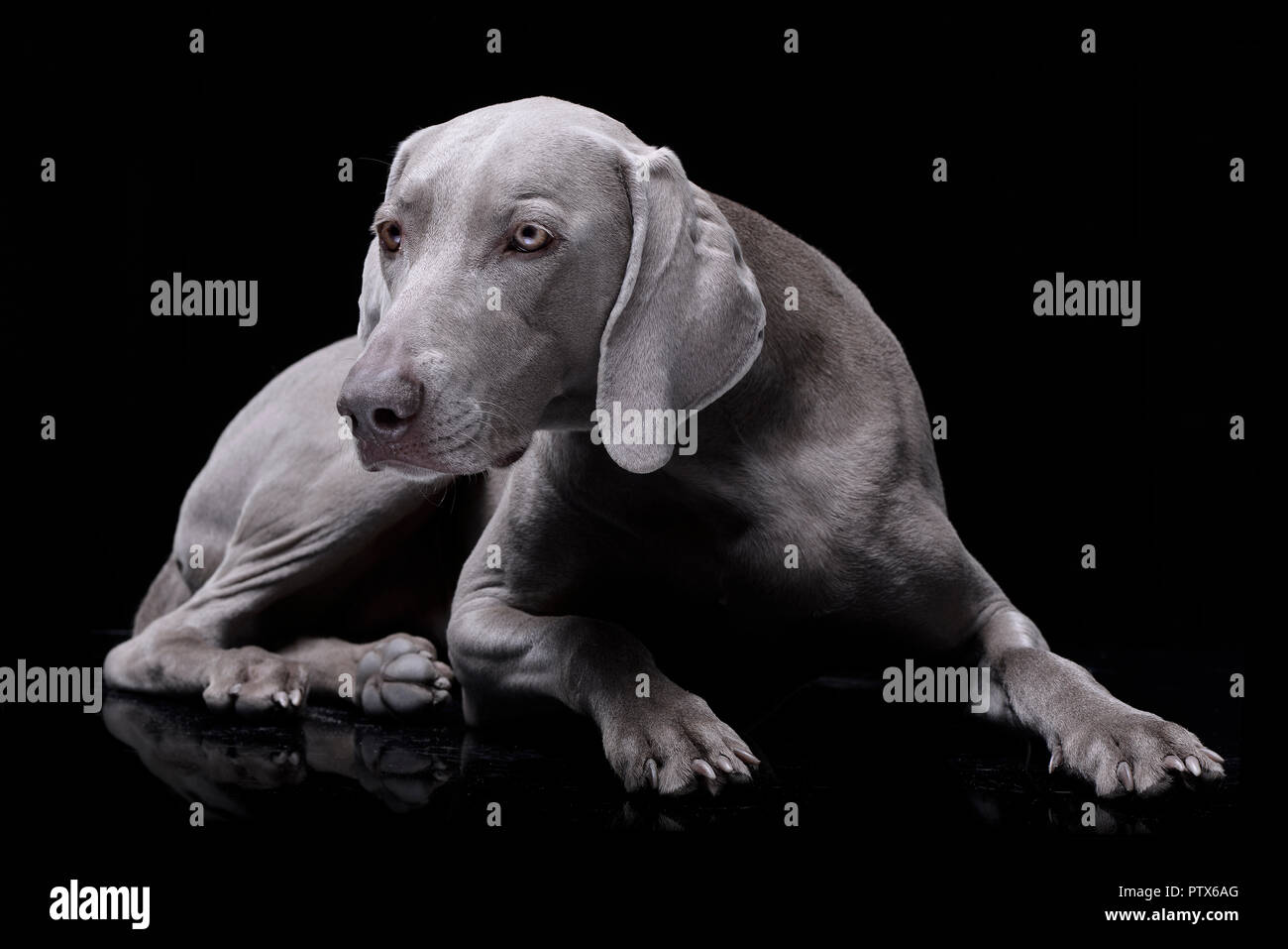 Black Weimaraner Dog