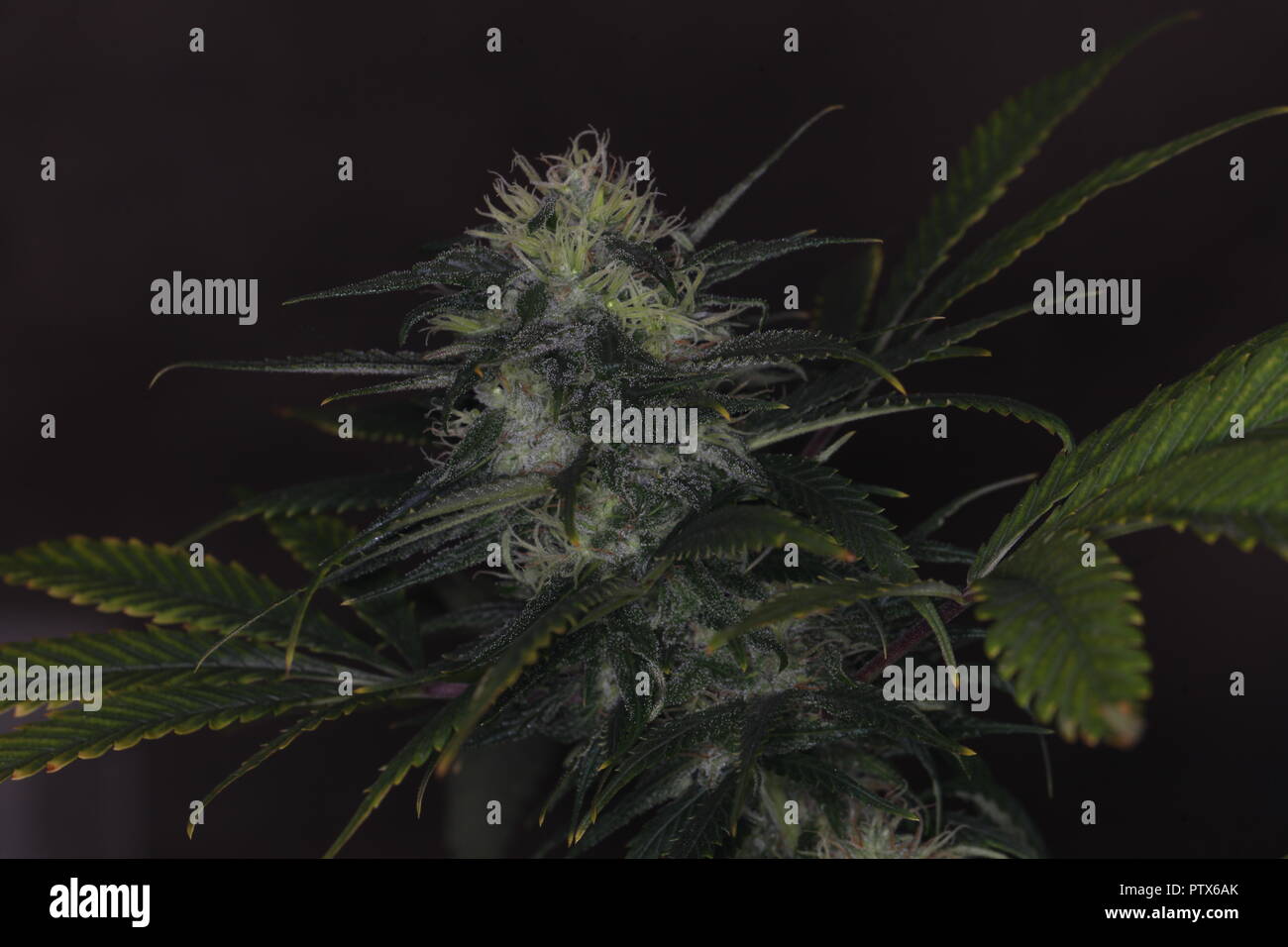 medical cannabis marijuana plant Stock Photo - Alamy