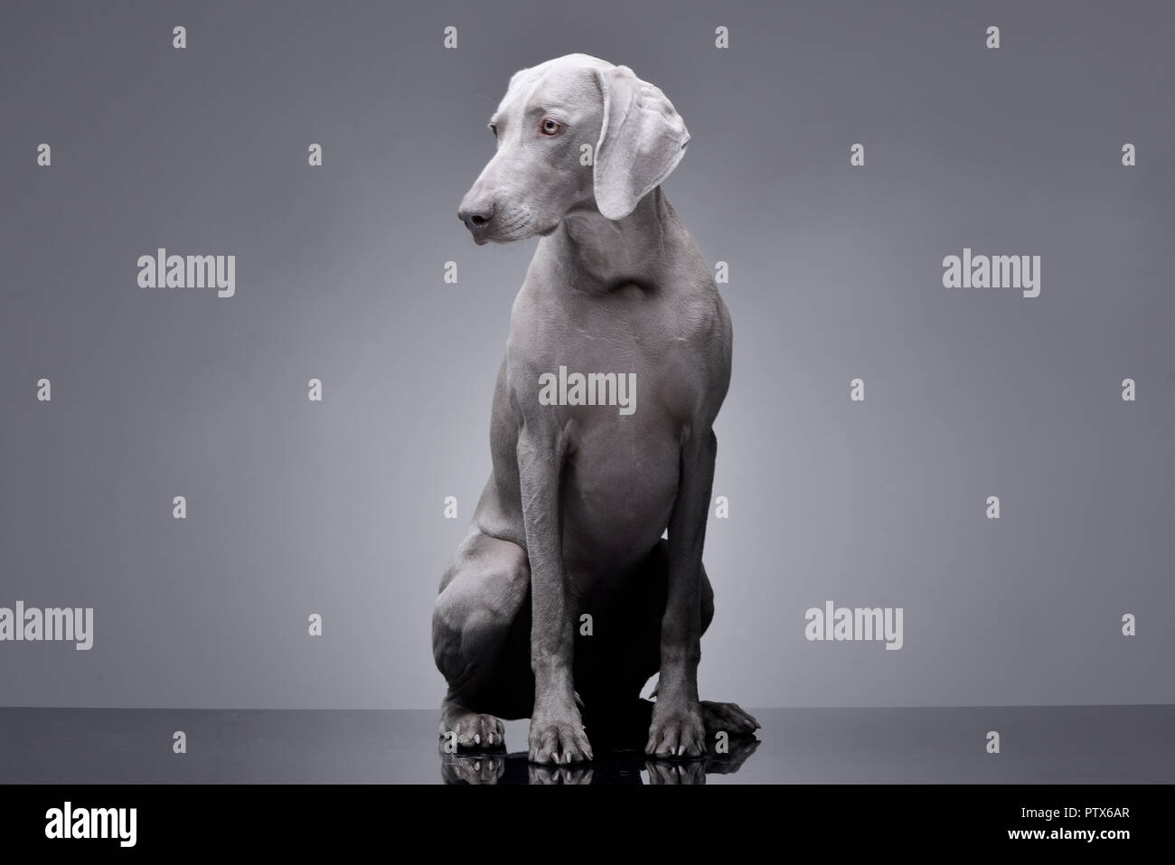 Studio shot of an adorable Weimaraner dog sitting on grey background ...