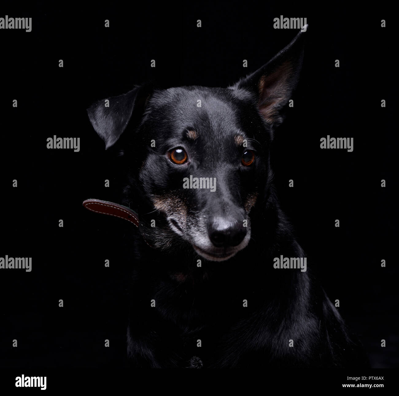 Portrait of an adorable mixed breed dog - isolated on black background ...
