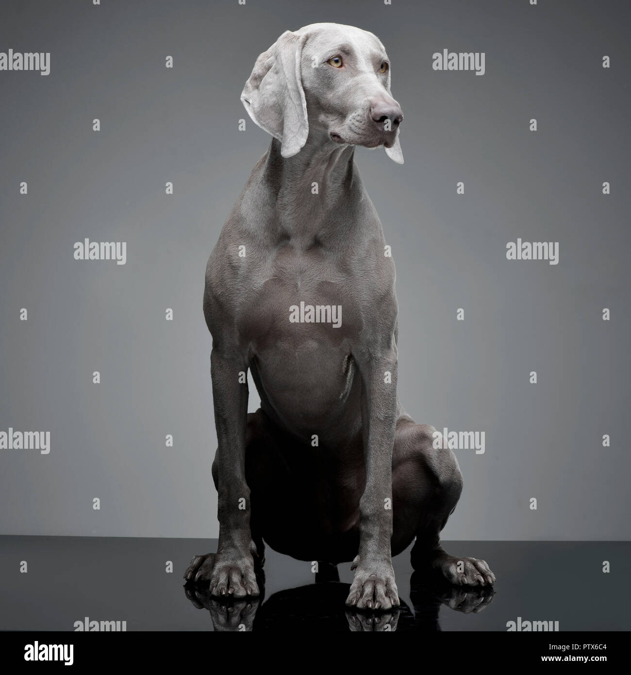 Weimaraner dog sitting on hi-res stock photography and images - Alamy
