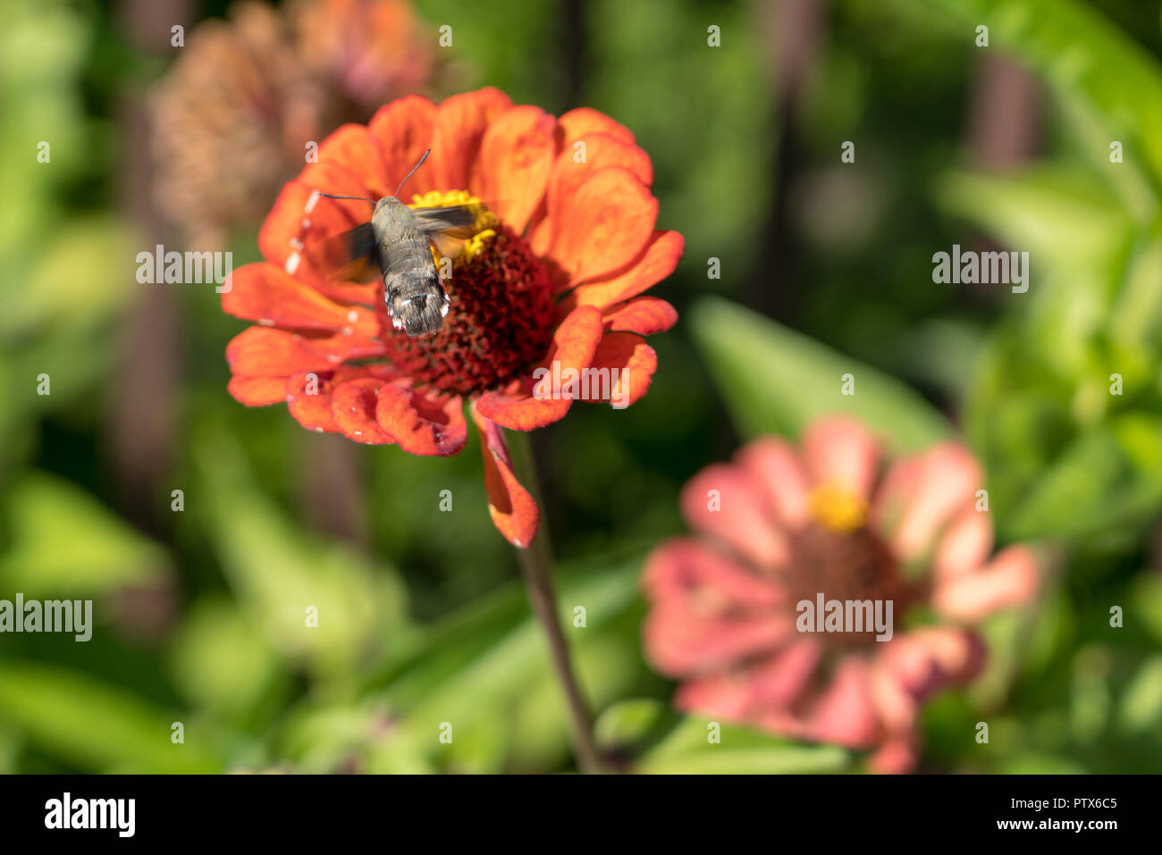 Hummingbird hawk-moth (Macroglossum stellatarum) in Romania Stock Photo ...