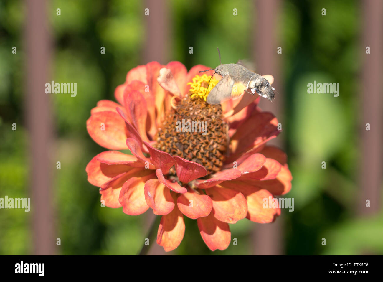 Hummingbird hawk-moth (Macroglossum stellatarum) in Romania Stock Photo ...