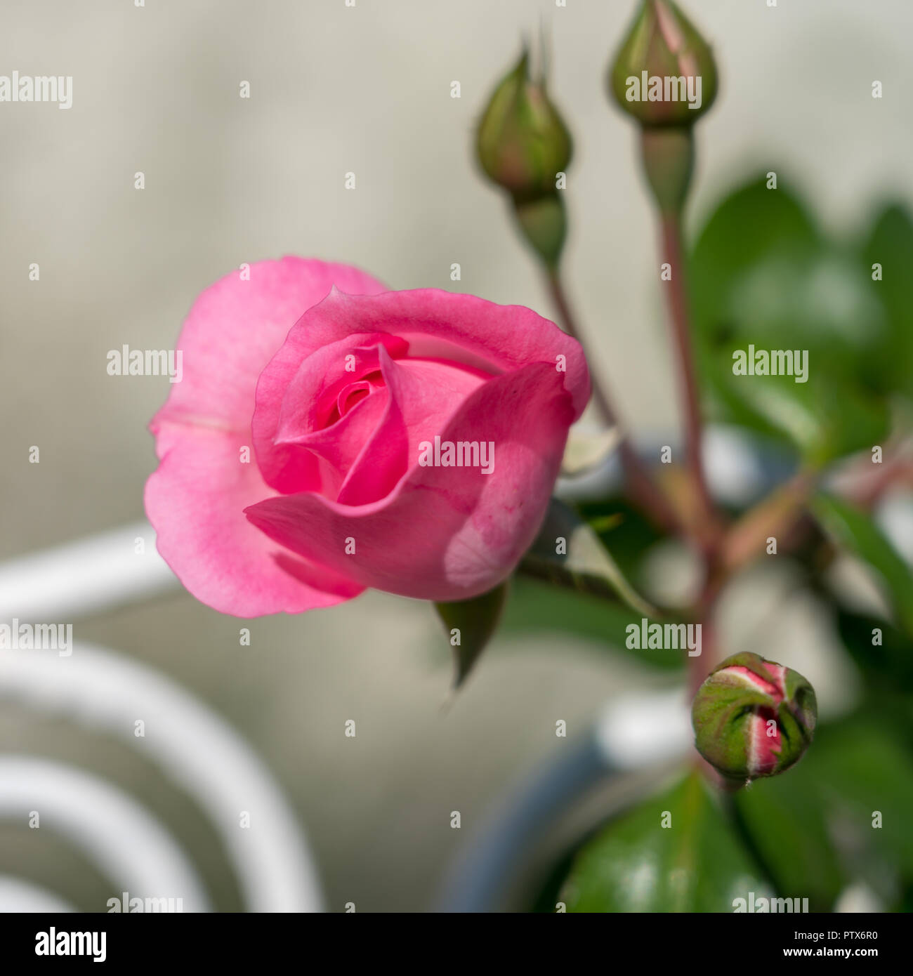 Pink Rose flowering in Romania Stock Photo - Alamy