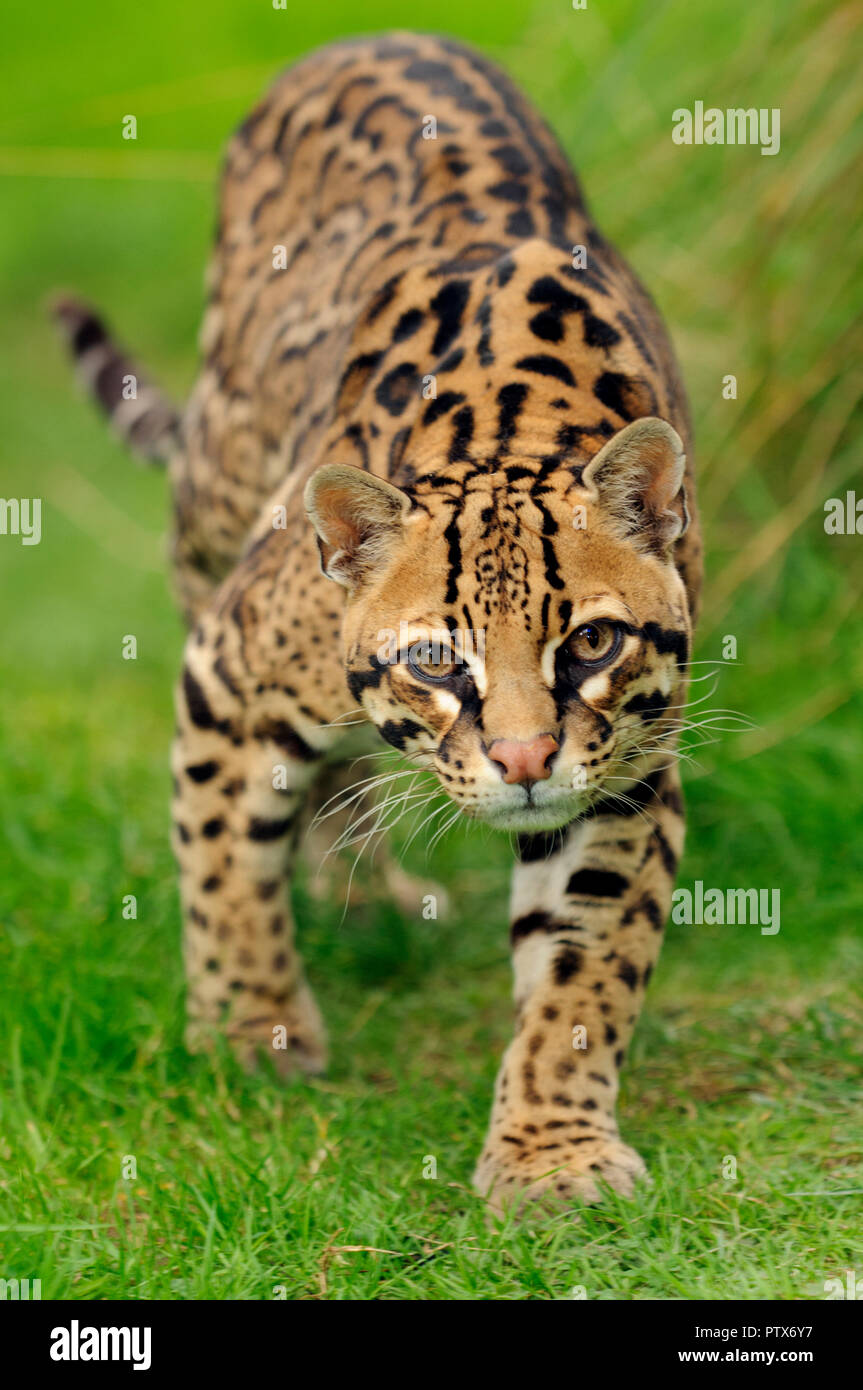 Ocelot hi-res stock photography and images - Alamy