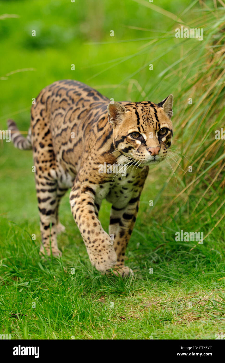Male Ocelot (Leopardus pardalis), Native to Central and South America ...