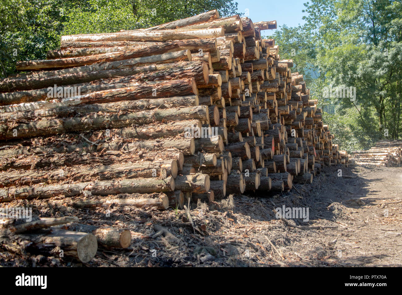 Logging. Tree trunks ready for transport in forest. Gipuzkoa, Basque ...