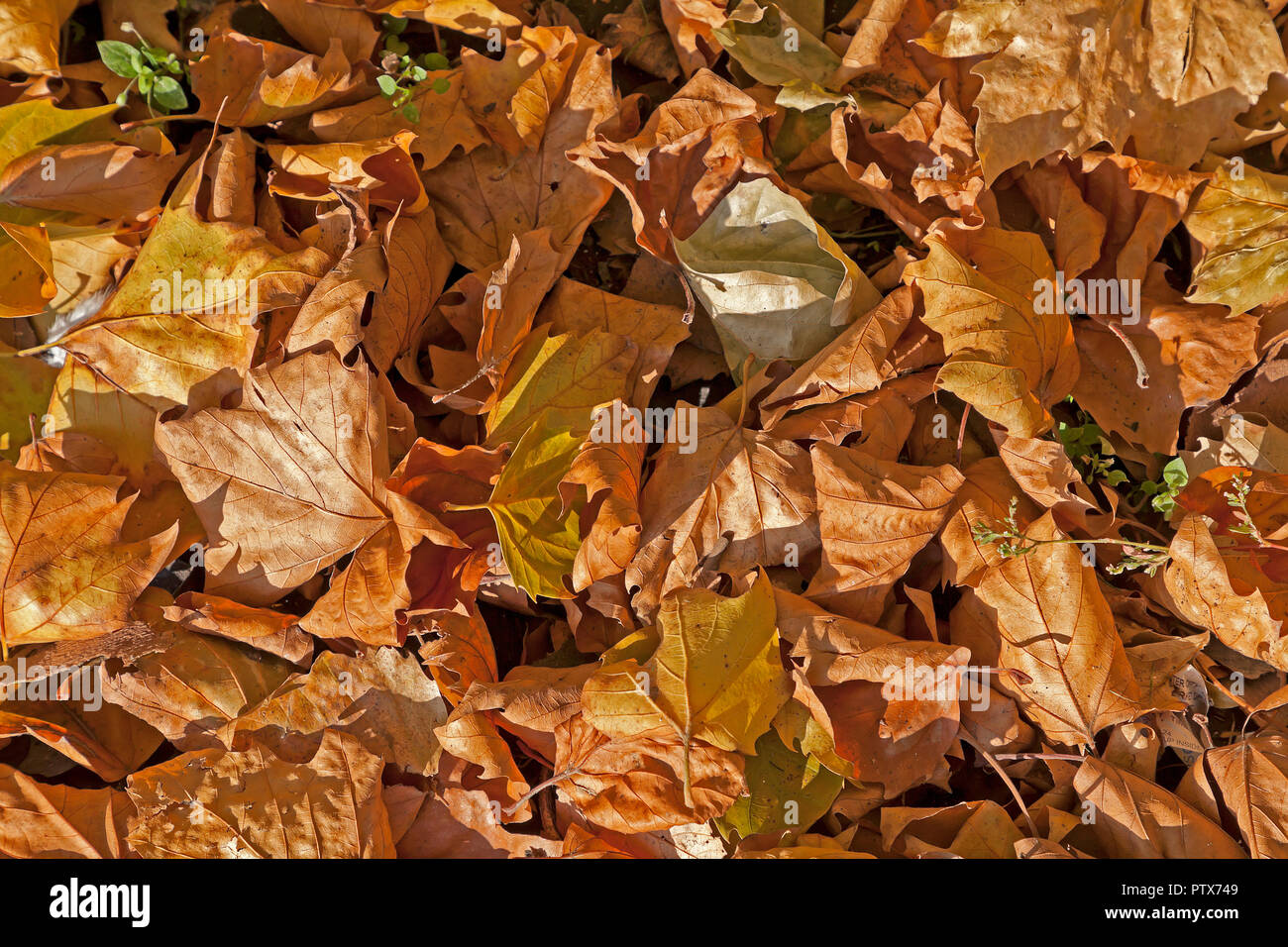 Golden carpet hi-res stock photography and images - Alamy