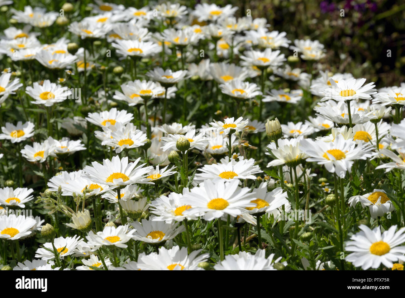 White Chamomile flowers with yellow centers in full bloom in the ...