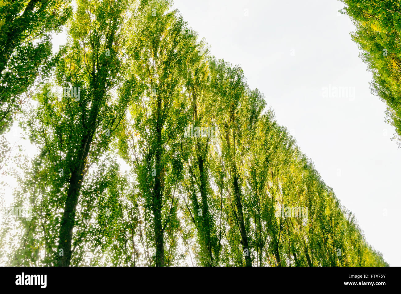 Berlin, Germany, October 09, 2018: Close-Up of Alley of Poplar Trees ...