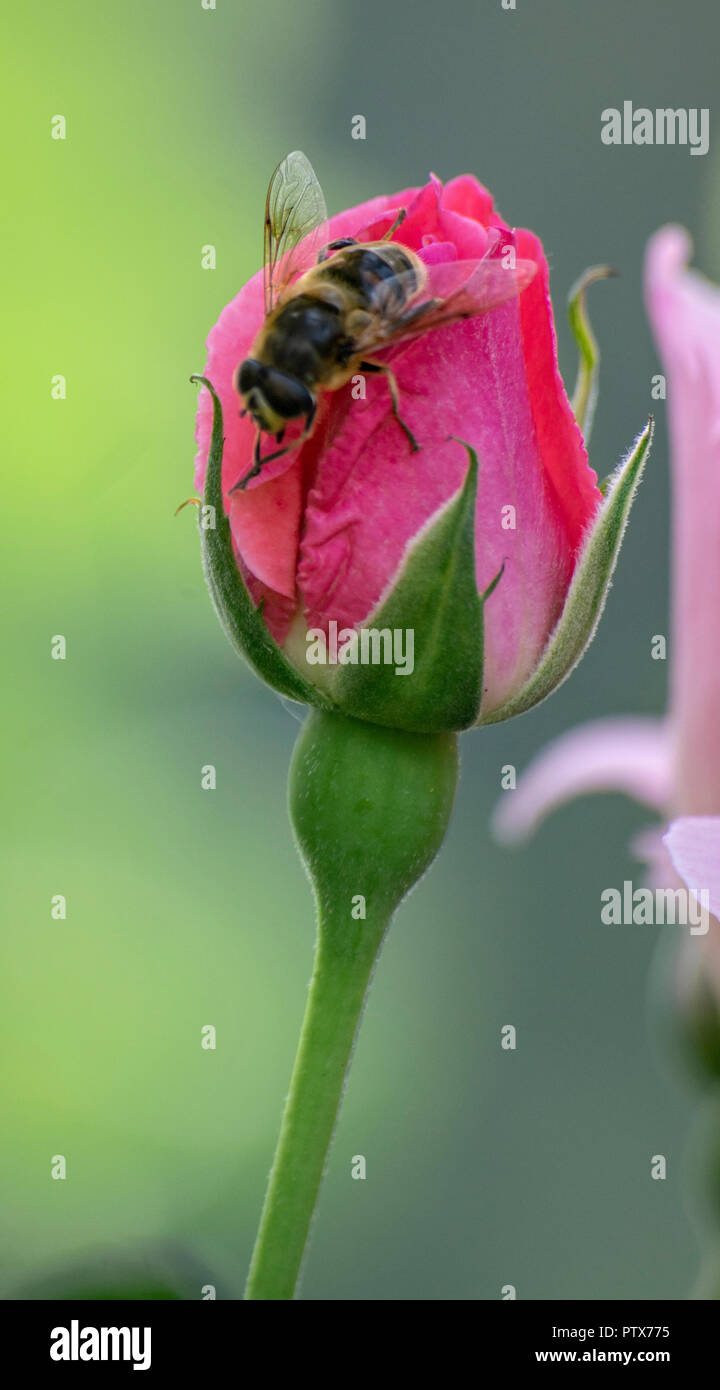 Bee on a Pink Rose Bud. Rosa hybrid Stock Photo - Alamy