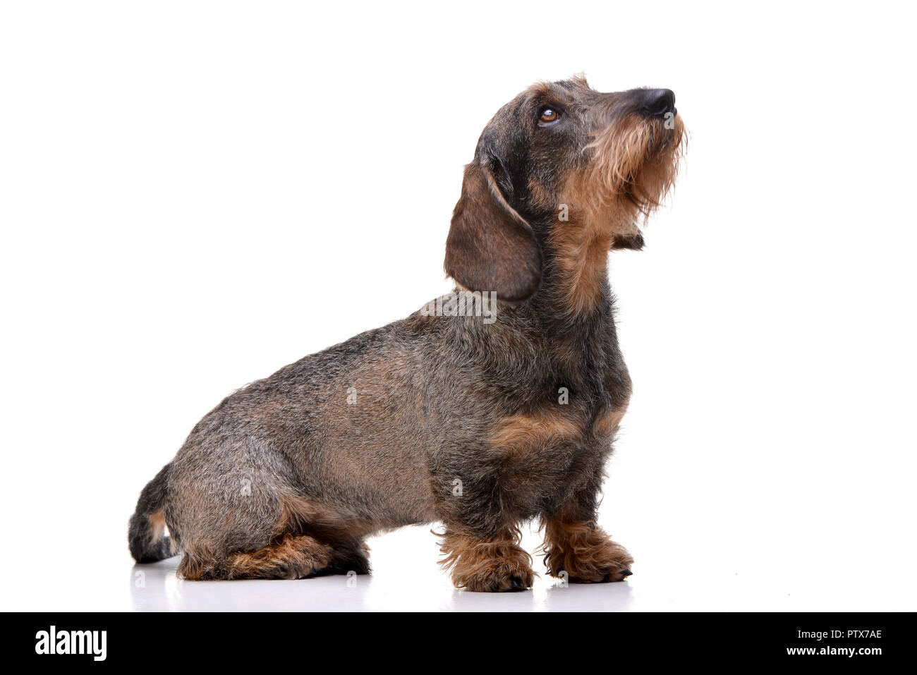 Dachshund side eye hi-res stock photography and images - Alamy