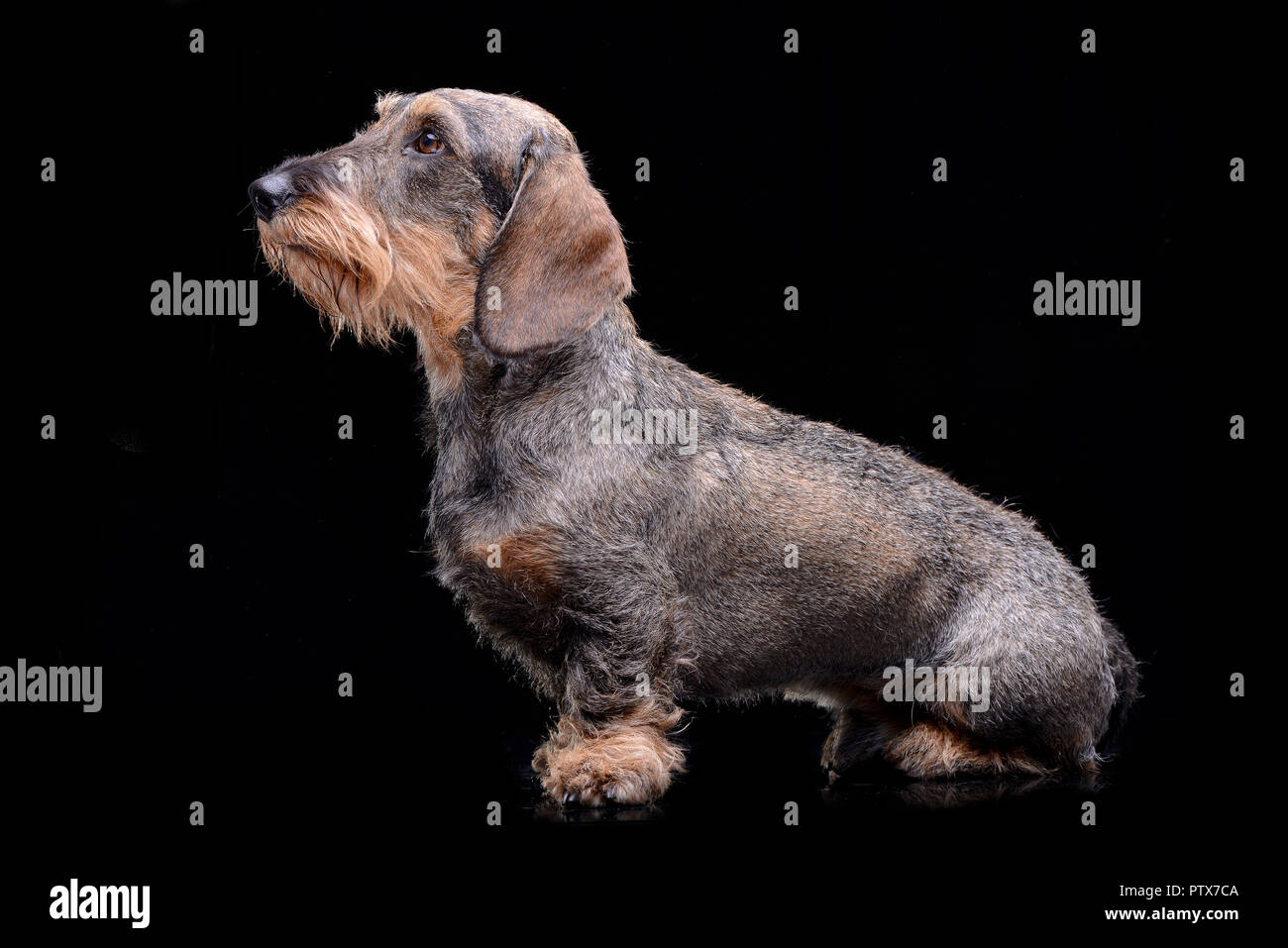 Dachshund side eye hi-res stock photography and images - Alamy