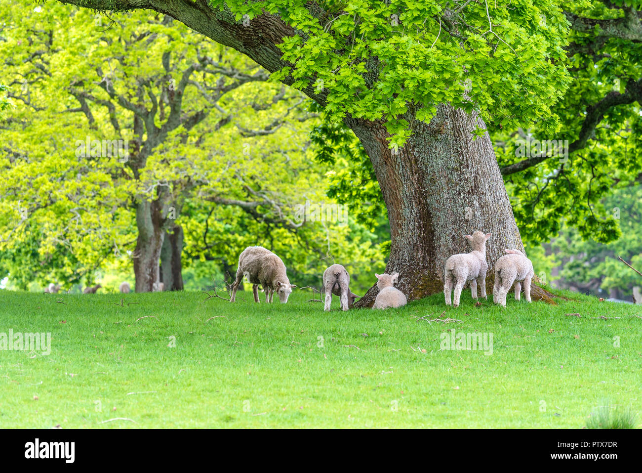 Sheep under trees on a meadow with green grass in summer Stock Photo ...