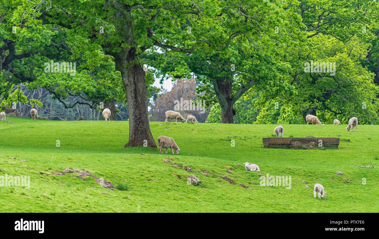 Sheep under trees hi-res stock photography and images - Alamy