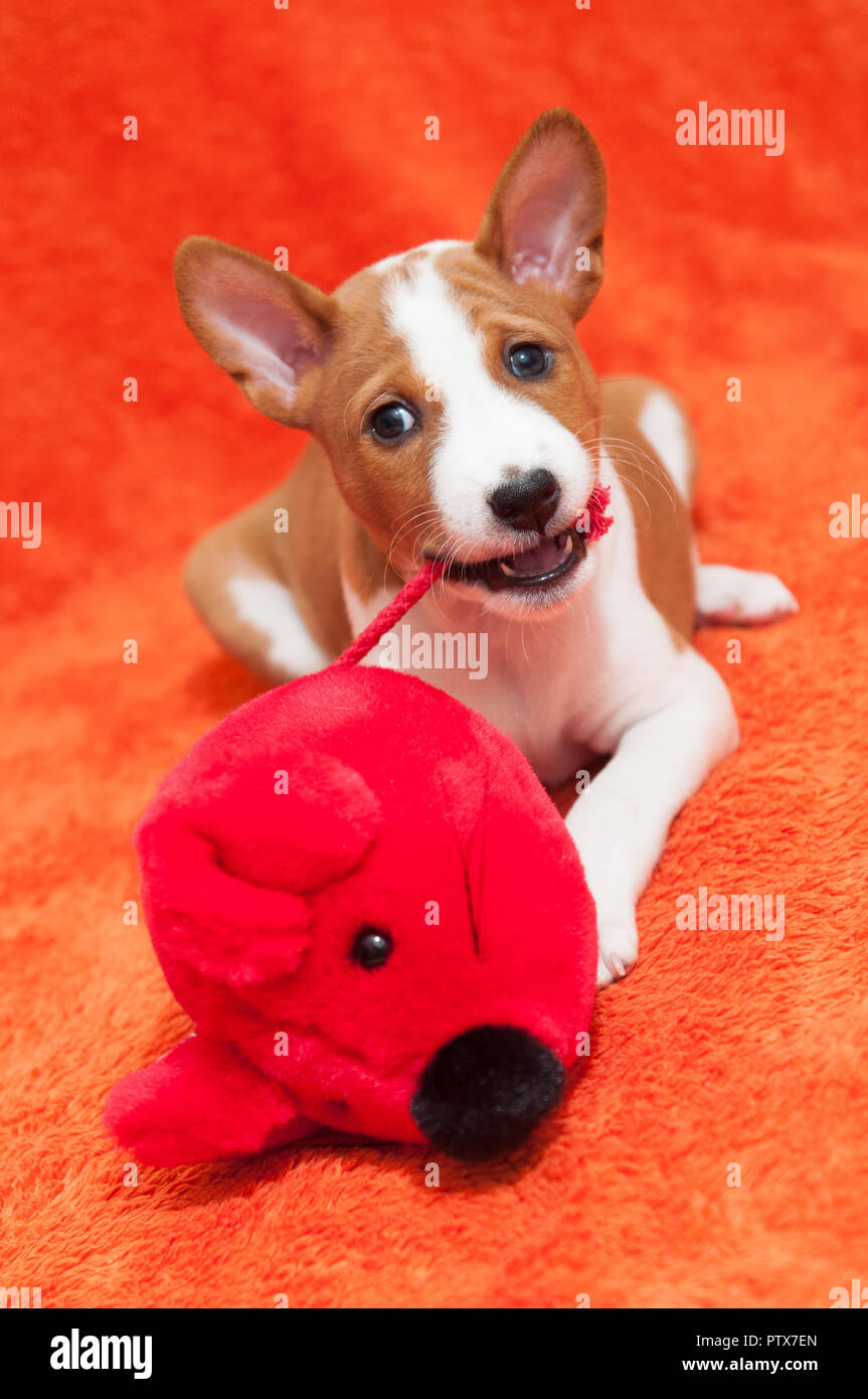 red puppy dog with plush toy mouse Stock Photo - Alamy