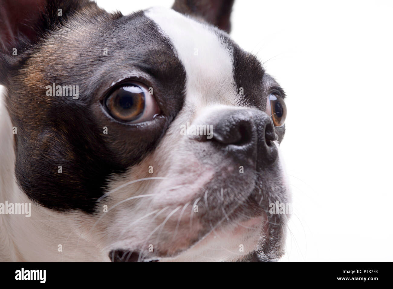 Close portrait of an adorable Boston Terrier - isolated on white ...