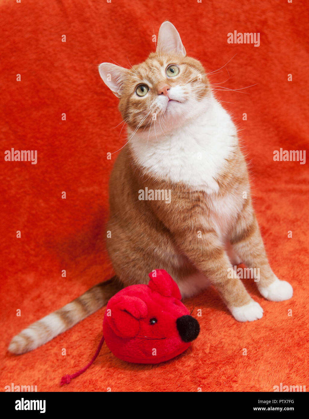 Garfield plush toy hi-res stock photography and images - Alamy