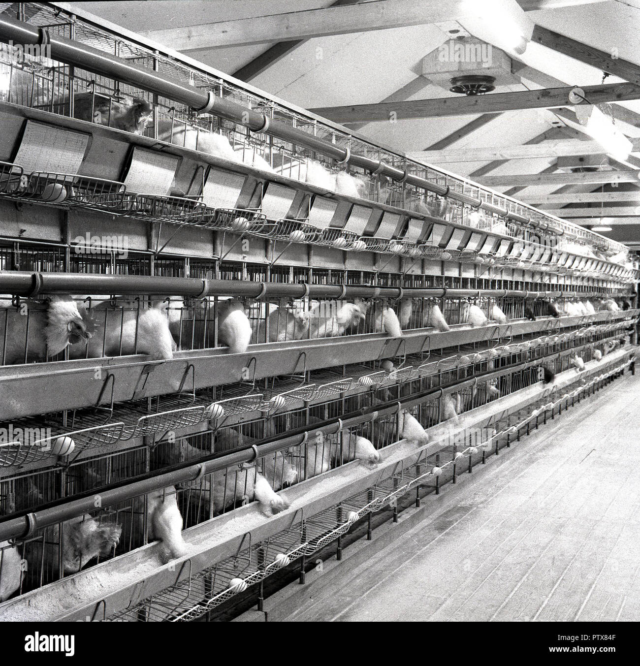 Farming 1950s Uk Stock Photos & Farming 1950s Uk Stock Images - Alamy