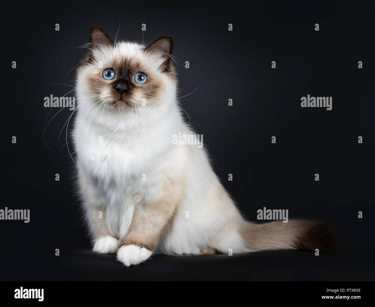 Excellent seal point Sacred Birman cat kitten with perfect white paws ...