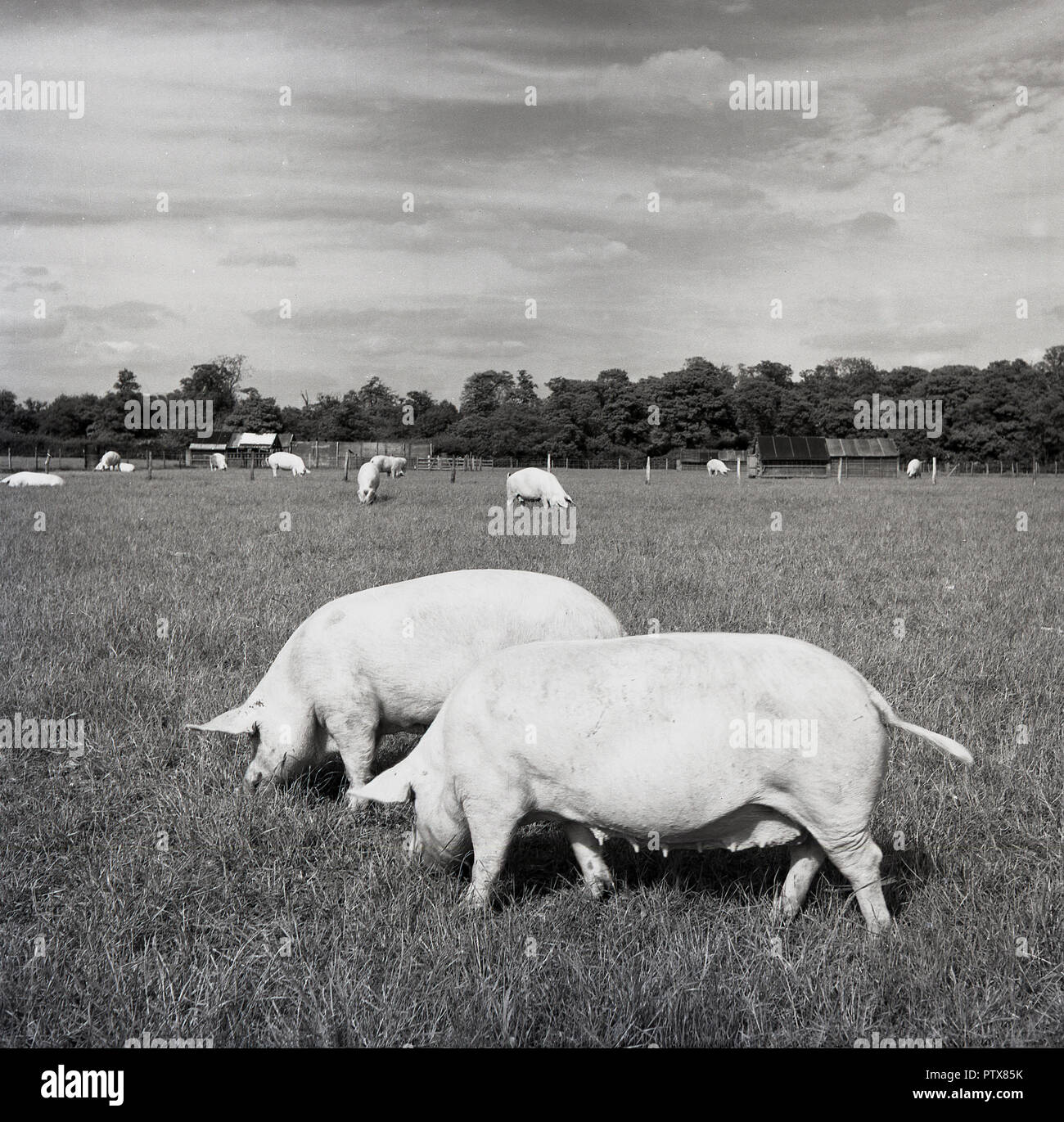 Farming 1950s uk hi-res stock photography and images - Alamy
