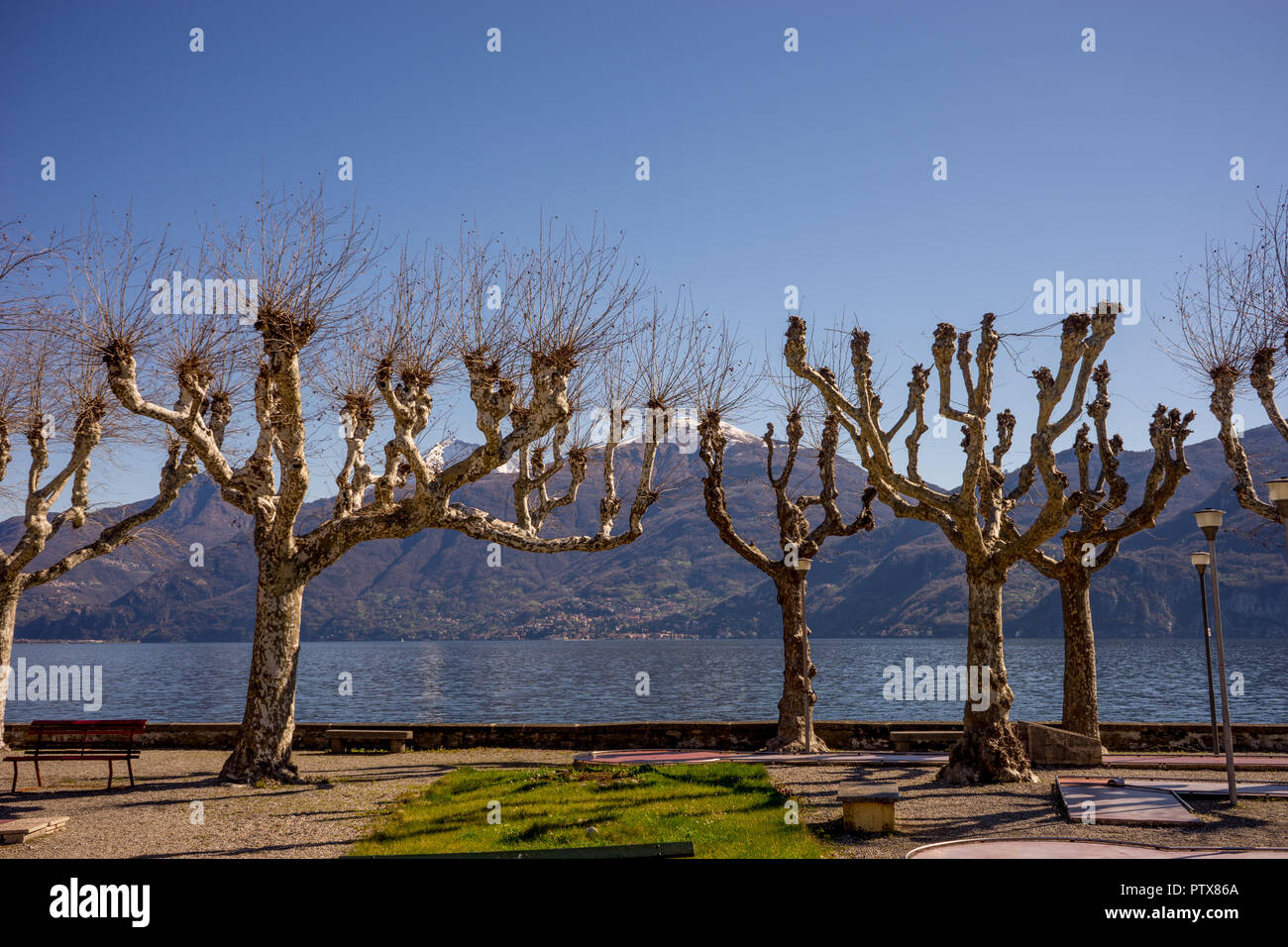 Europe, Italy, Menaggio, Lake Como, a tree next to a body of water ...