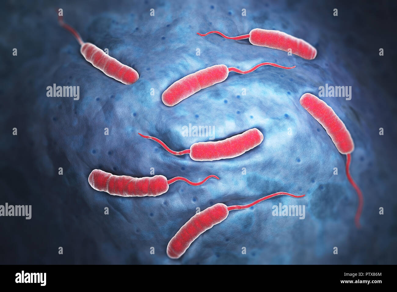 Cholerae bacteria which causes cholera. 3D illustration Stock Photo - Alamy