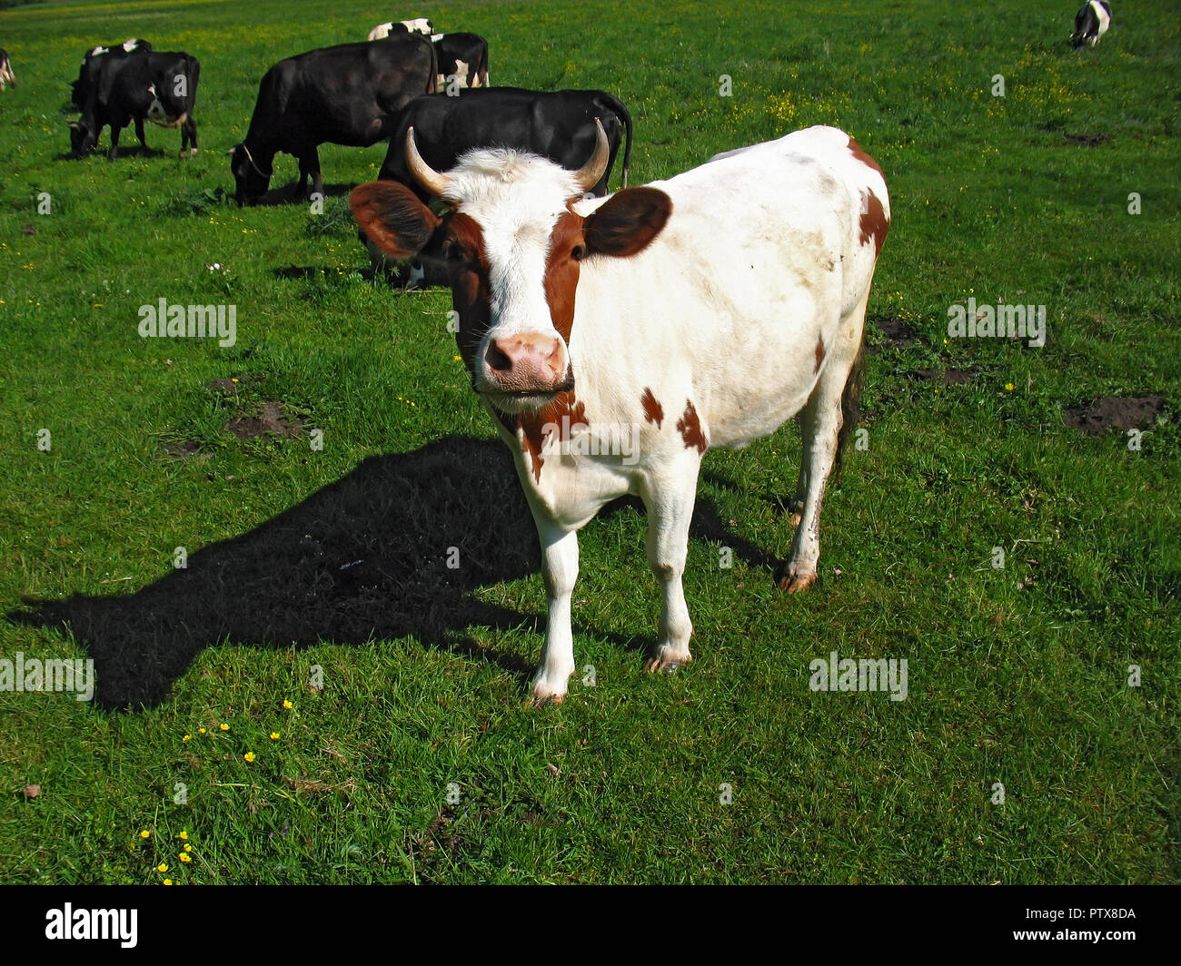 Cheerful cow hi-res stock photography and images - Alamy
