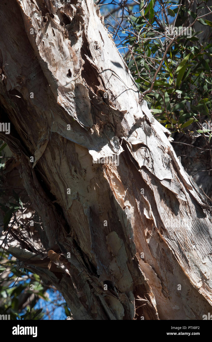 Sydney Australia, trunk of the native paperbark tree melaleuca ...