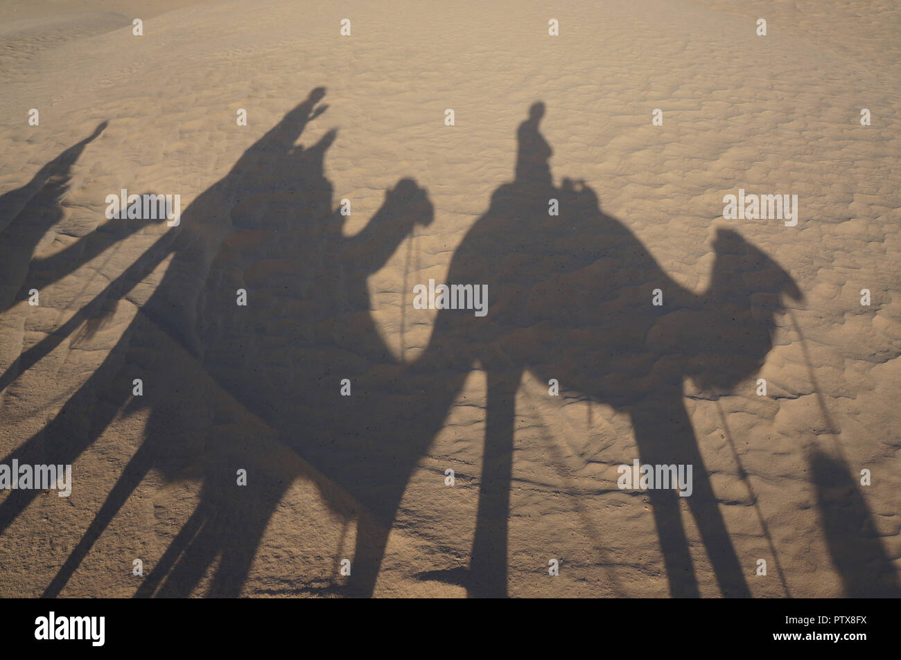 Follow camel hi-res stock photography and images - Alamy