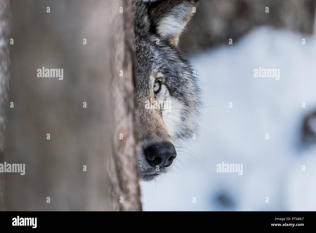 Wolf behind tree hi-res stock photography and images - Alamy