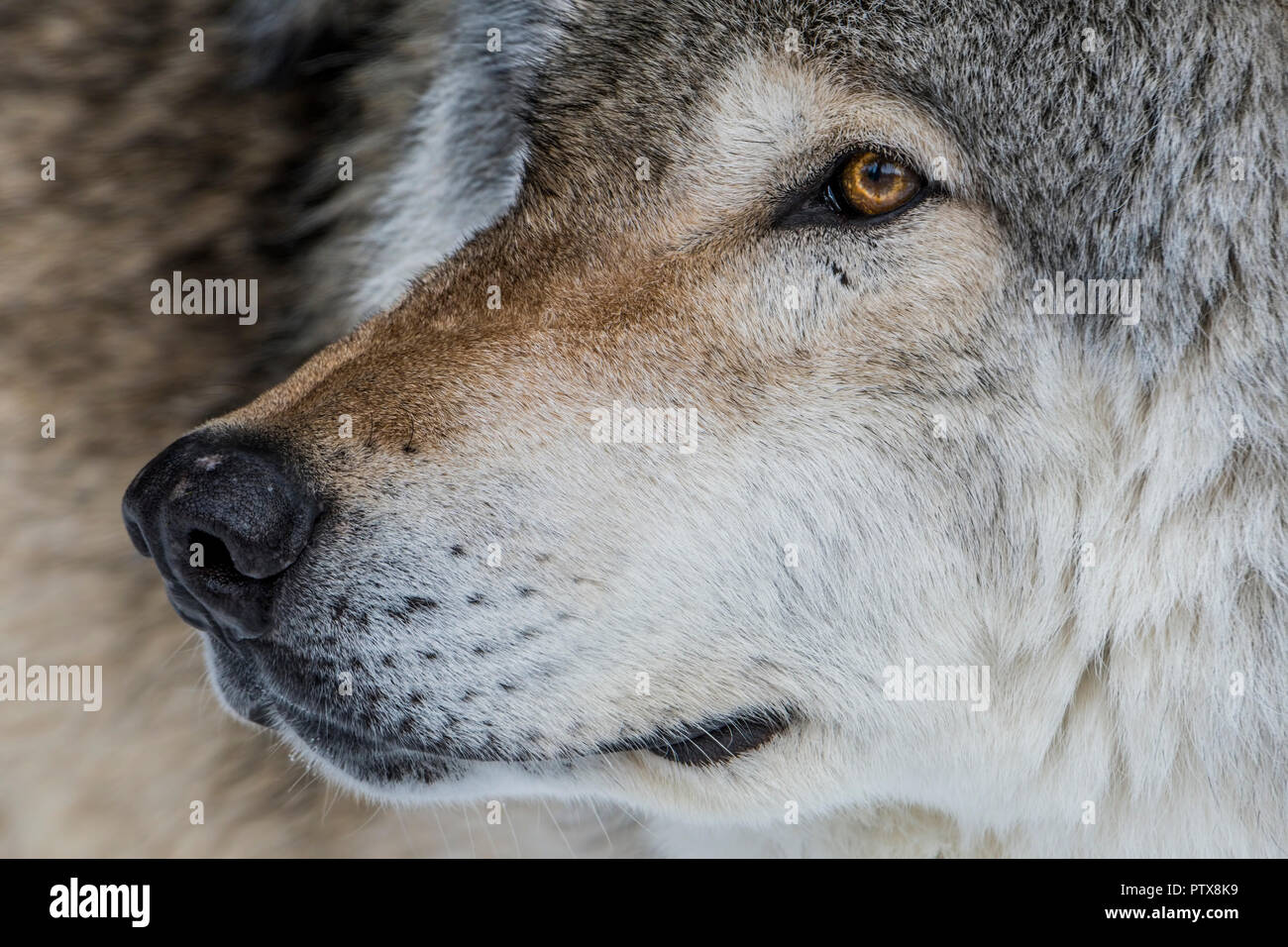 Wolf head shot hi-res stock photography and images - Alamy