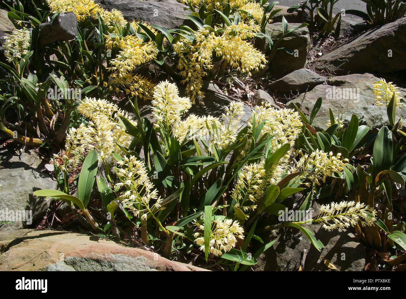 Australian Native Orchids Stock Photos & Australian Native Orchids ...