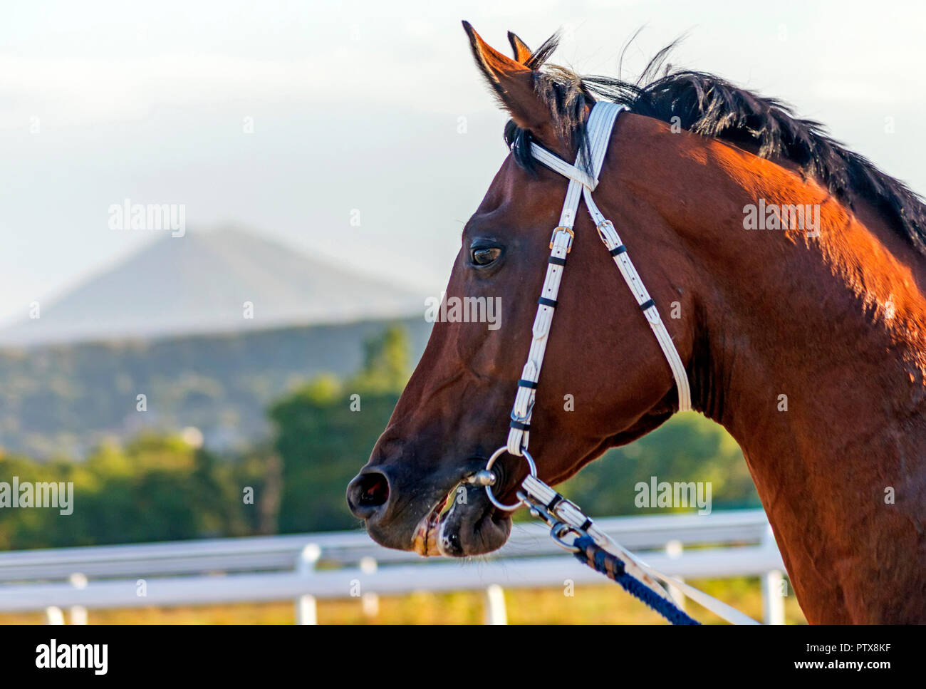 Portrait of the red arab stallion,Russia Stock Photo - Alamy