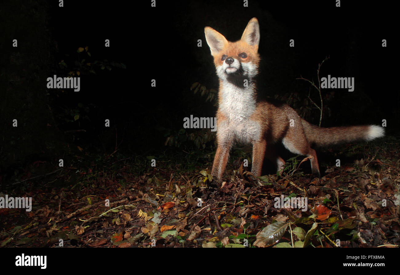 Red fox images hi-res stock photography and images - Alamy