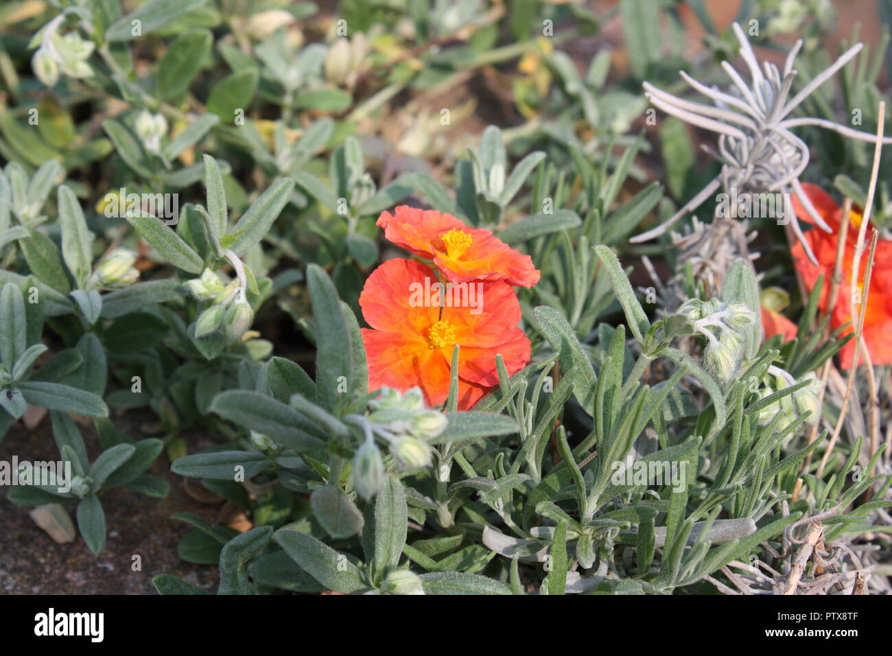 Prostrate cistus hi-res stock photography and images - Alamy
