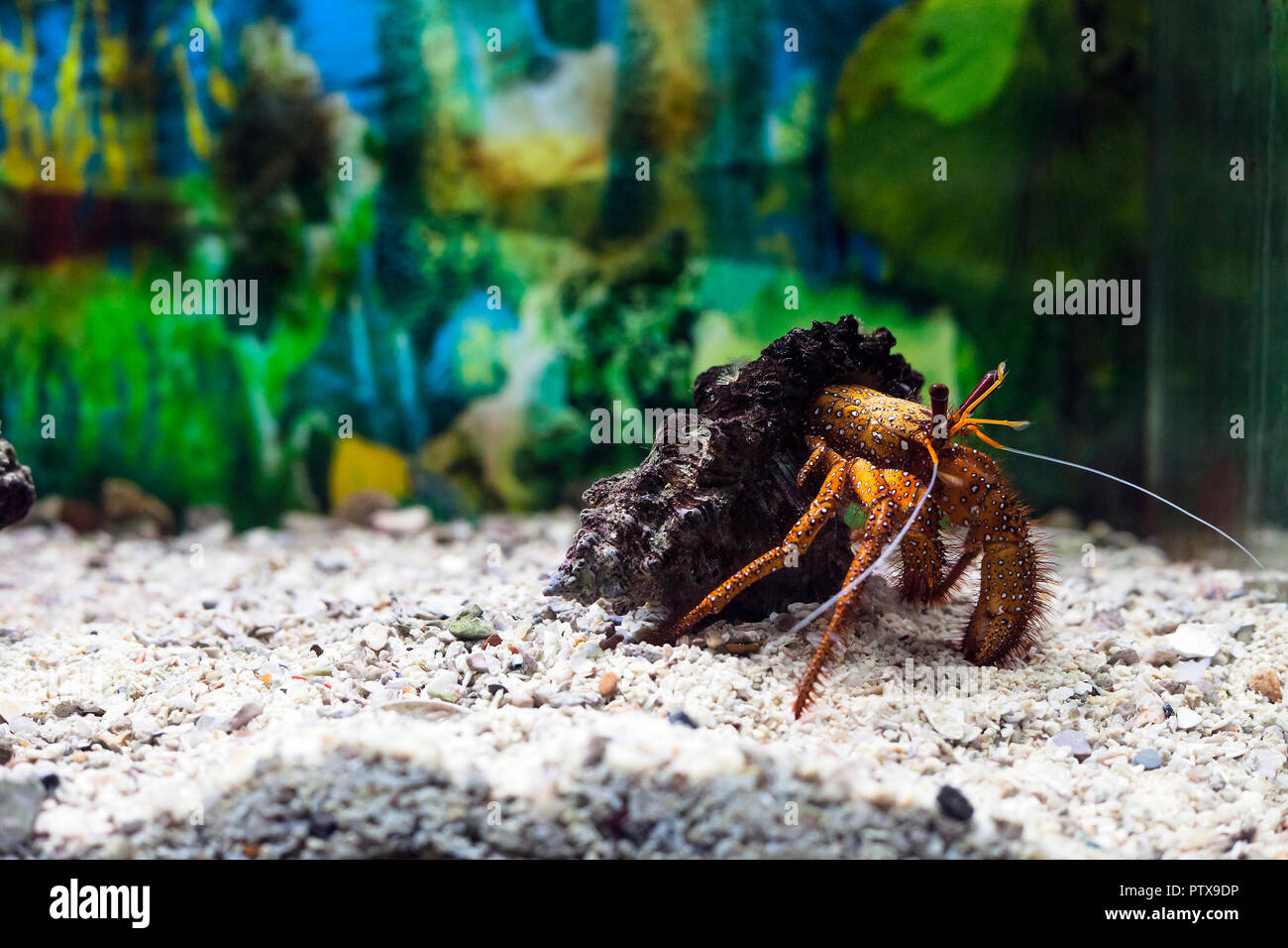 Red spotted white crab hi-res stock photography and images - Alamy