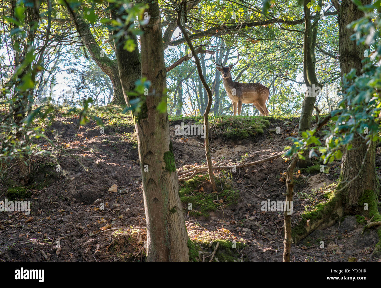 young shy deer in the forest in holland in october Stock Photo - Alamy