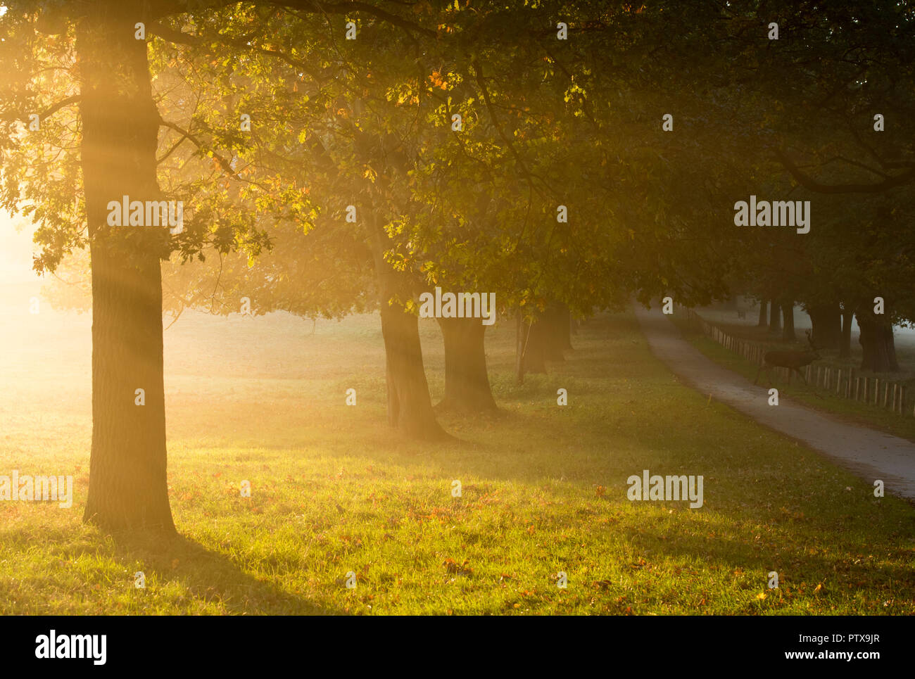 Misty autumn morning at Wollaton Park, Nottingham Nottinghamshire ...
